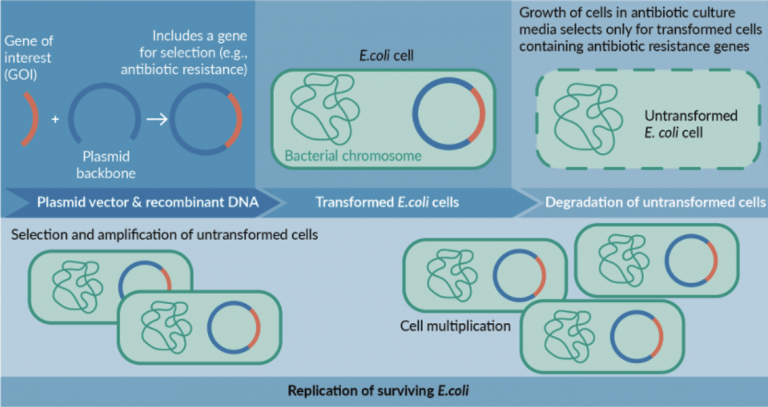 Challenges and Regulatory Requirements in Plasmid DNA Manufacturing ...